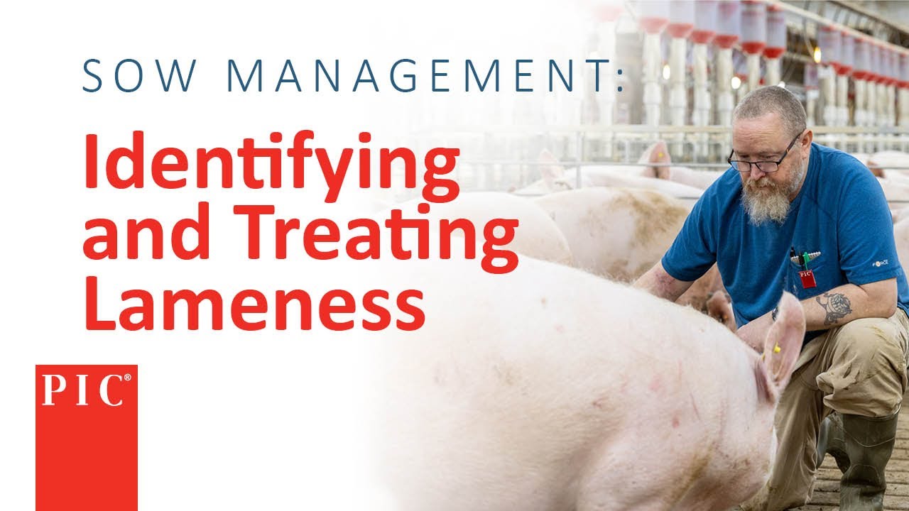 What Causes Lameness in Pigs? | Pig Improvement Company (PIC) - YouTube