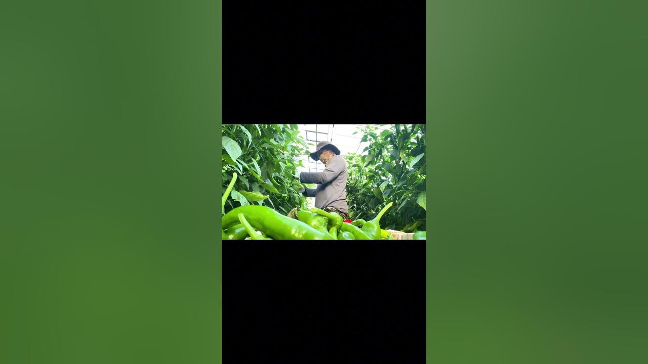 สวนพริก เกษตร สวน เกษตรผสมผสาน Farmingth เกษตรพอเพียง Youtube