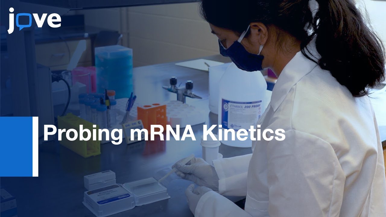 Probing mRNA Kinetics In Space & Time: E coli By Two-Color Single ...