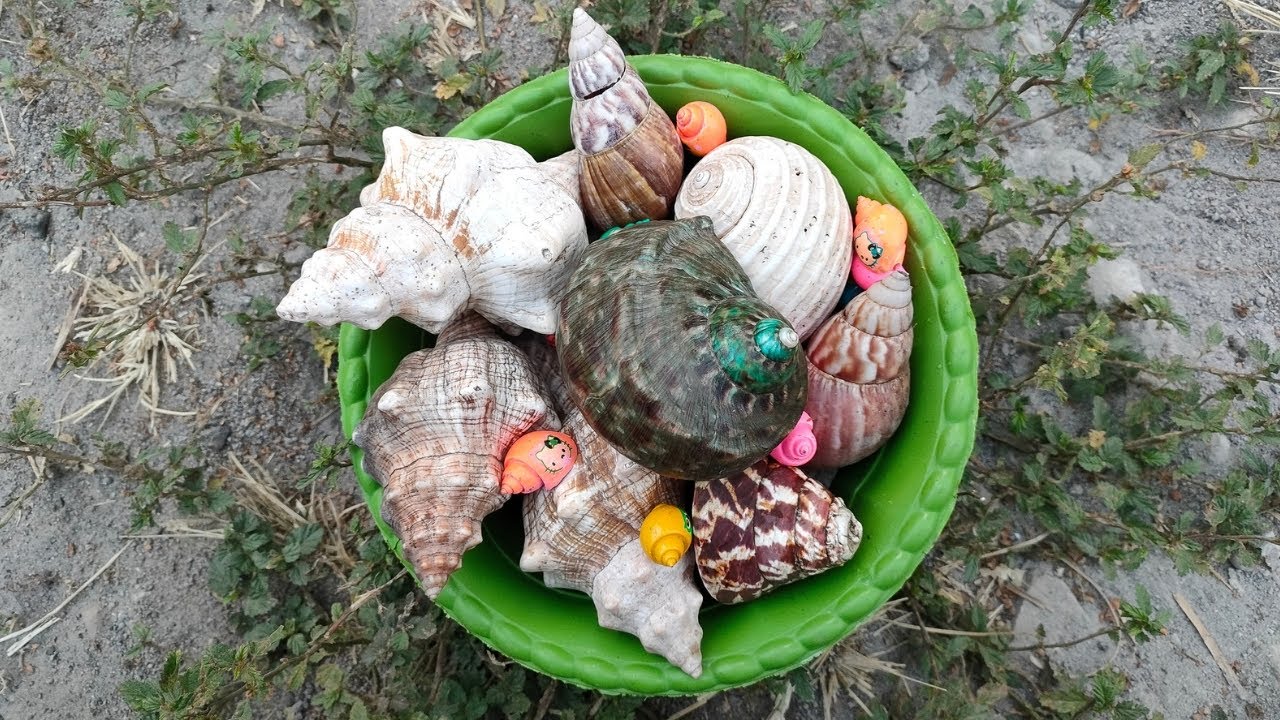 Hunting Snail ! Mencari dan menemukan kelomang besar, umang umang - YouTube