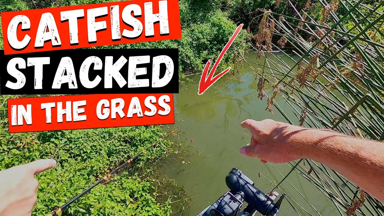 Catching Catfish STACKED In the Grass (Nasty Surprise Fish) - YouTube