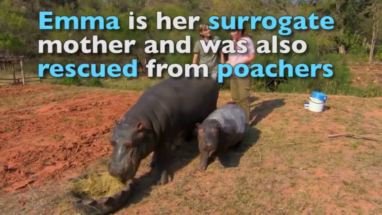 Meet Molly - The Hippo - YouTube