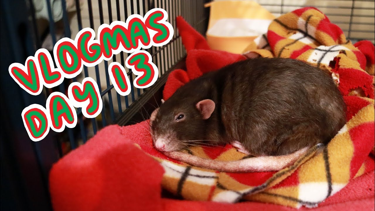 Tank's Gammy Leg ~ Vlogmas Day 13 2018 - YouTube