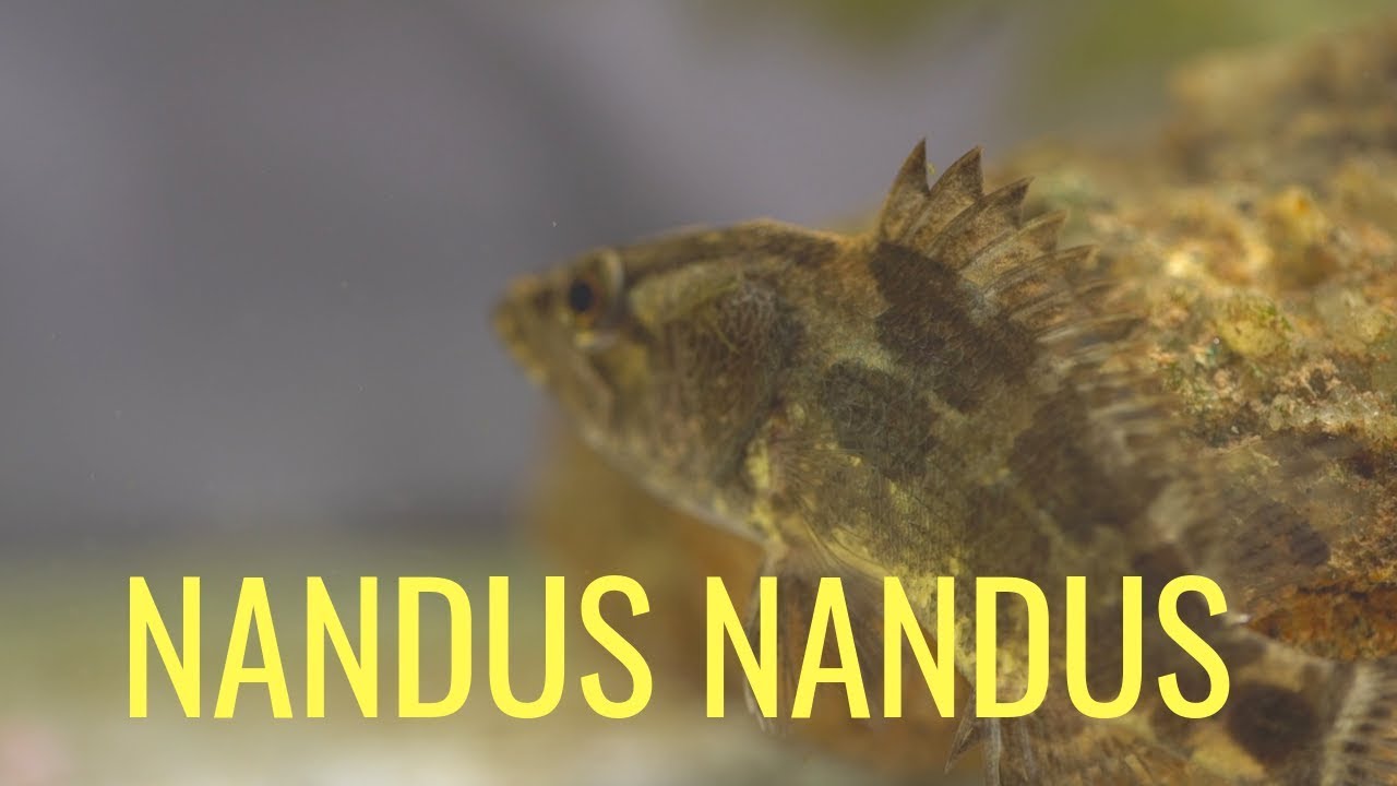Nandus nandus: Top facts About Nandus nandus - YouTube