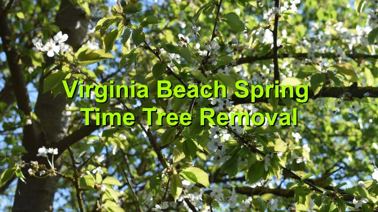Virginia Beach Spring Time Tree Removal By Tracstar Tree Experts! #1 ...