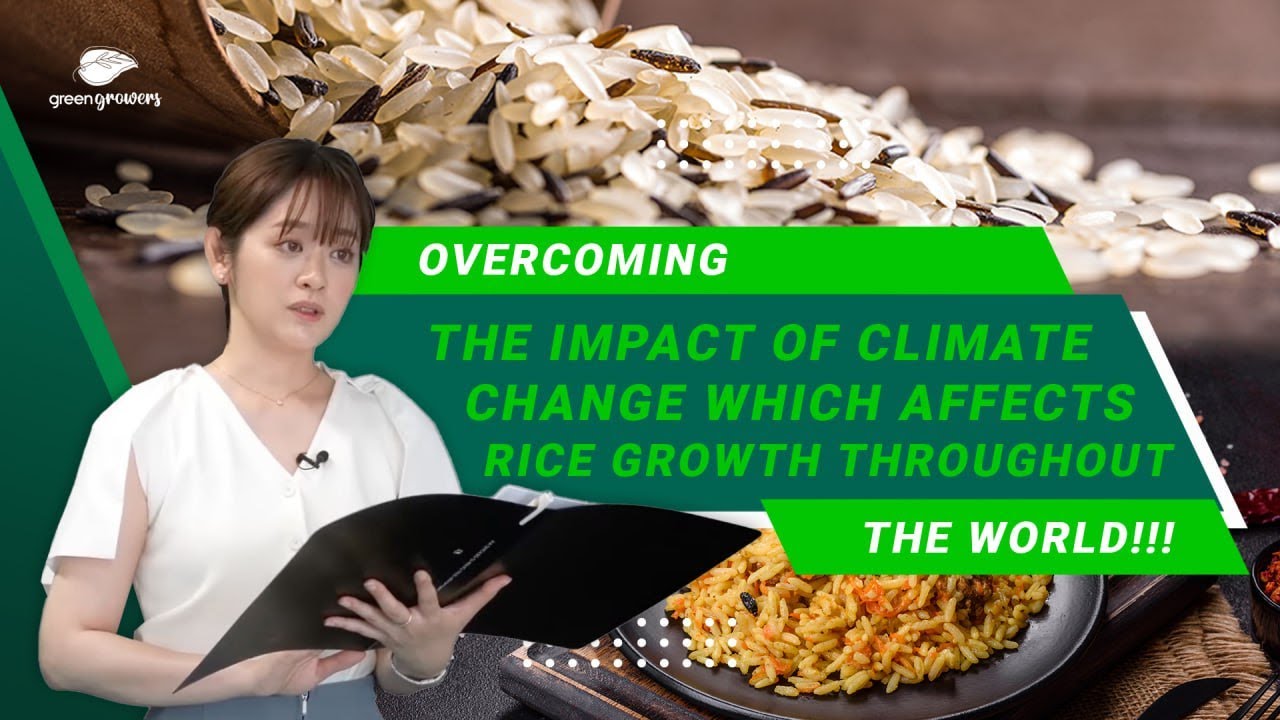 Climate change has an impact on rice | Powered by Mygreengrowers ...
