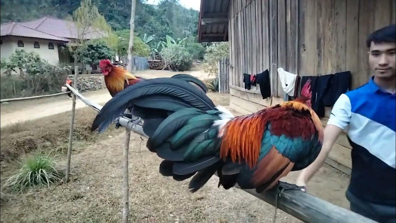 qaib dib ej qua zoo heev li dib tuaj tiag2 - YouTube