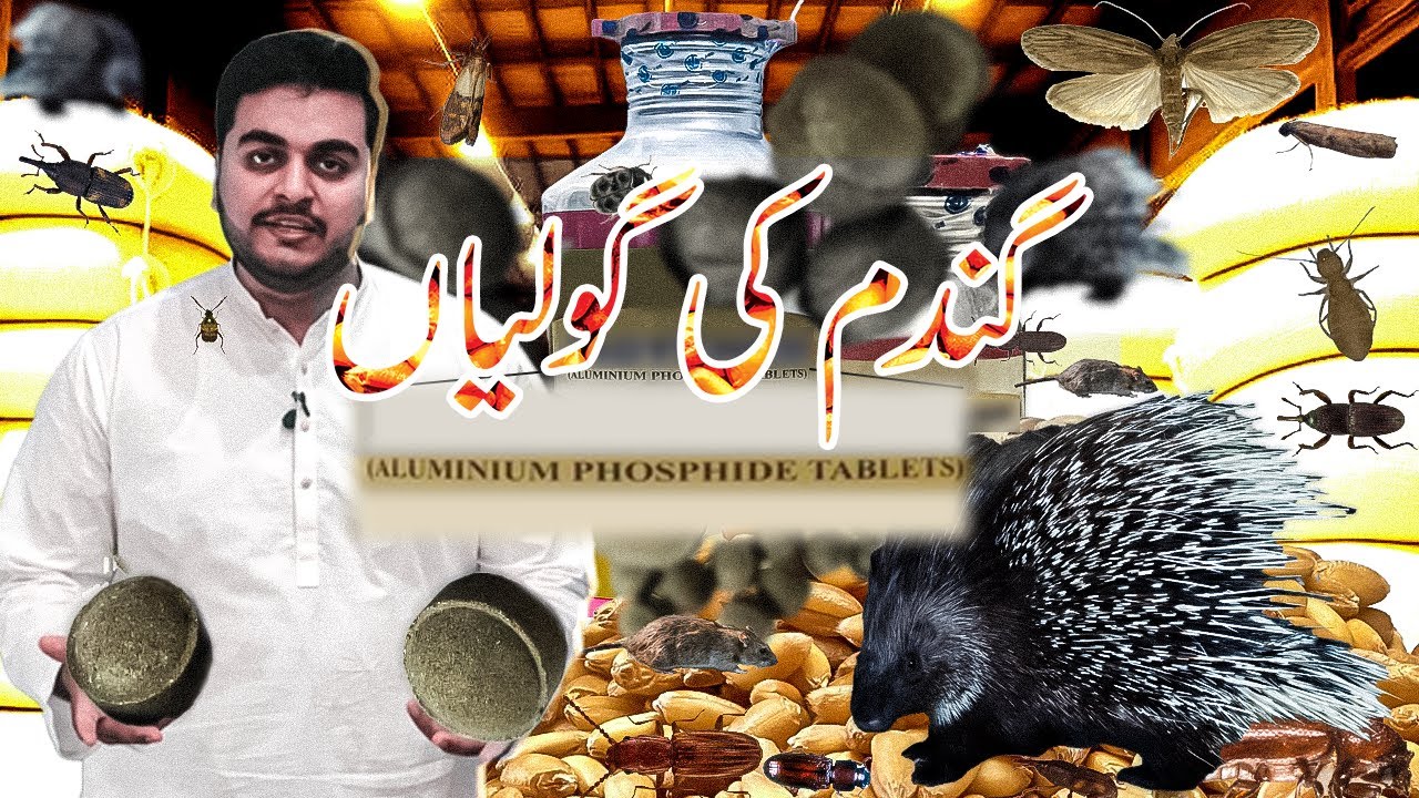 Aluminum/Aluminium Phosphide Fumigation Tablets Use |Phosphine Gas ...