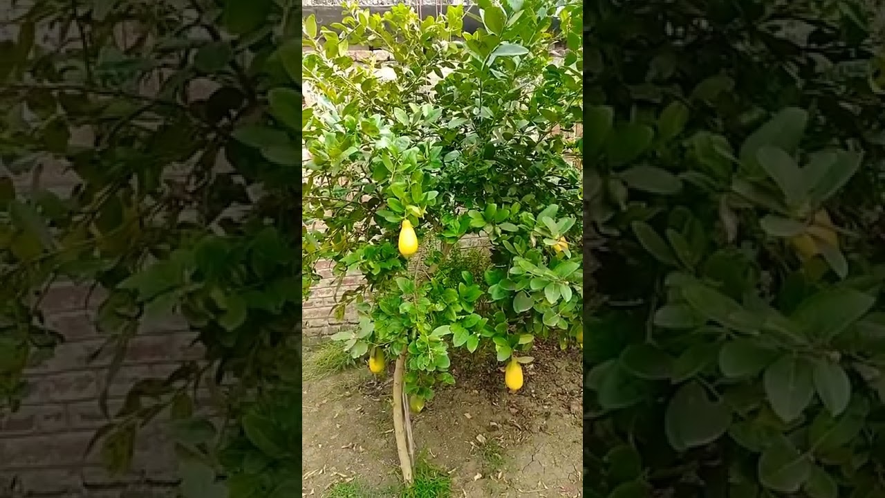 lemon plant.natural scenery#shorts - YouTube