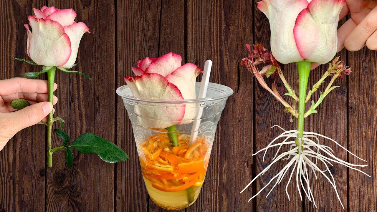 Just orange peel! Roses suddenly take root like crazy overnight - YouTube