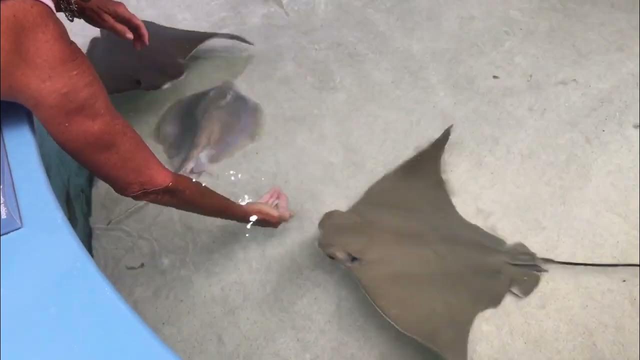 Feeding Stingrays at a habitat. - YouTube