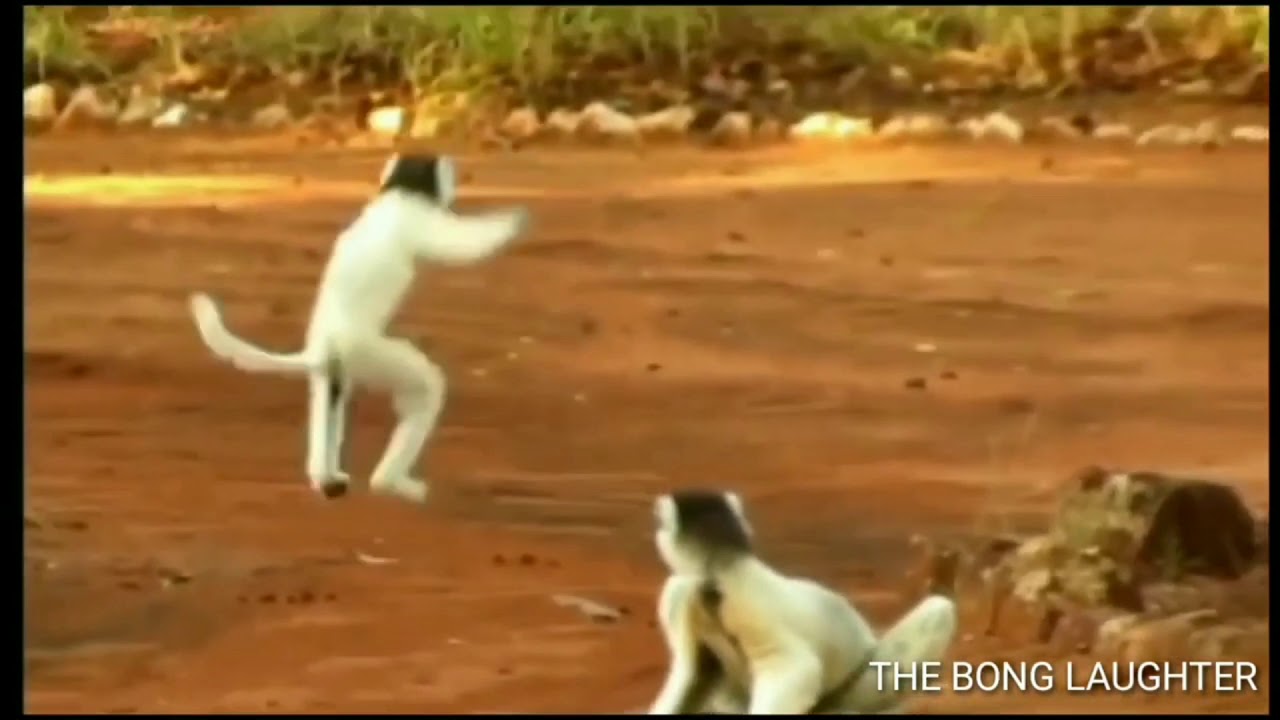 Chicken Leg piece song dance video in Monkey style| Viral dance video ...