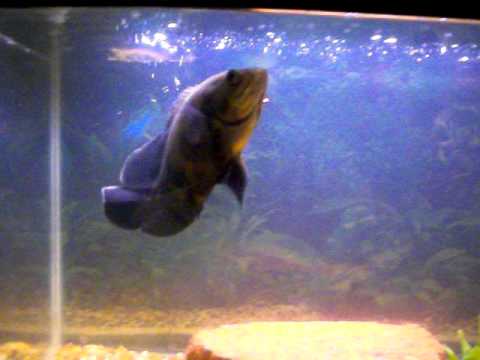 Leopard Oscar Says Good By To 10 Gallon Tank - YouTube