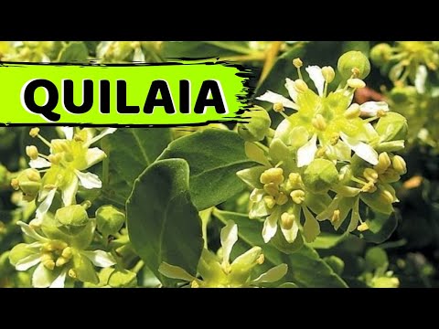 Quilaia, Beneficios e usos! - YouTube