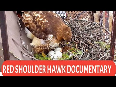 Red shoulder hawk mating, nesting,breeding,season documentary. - YouTube