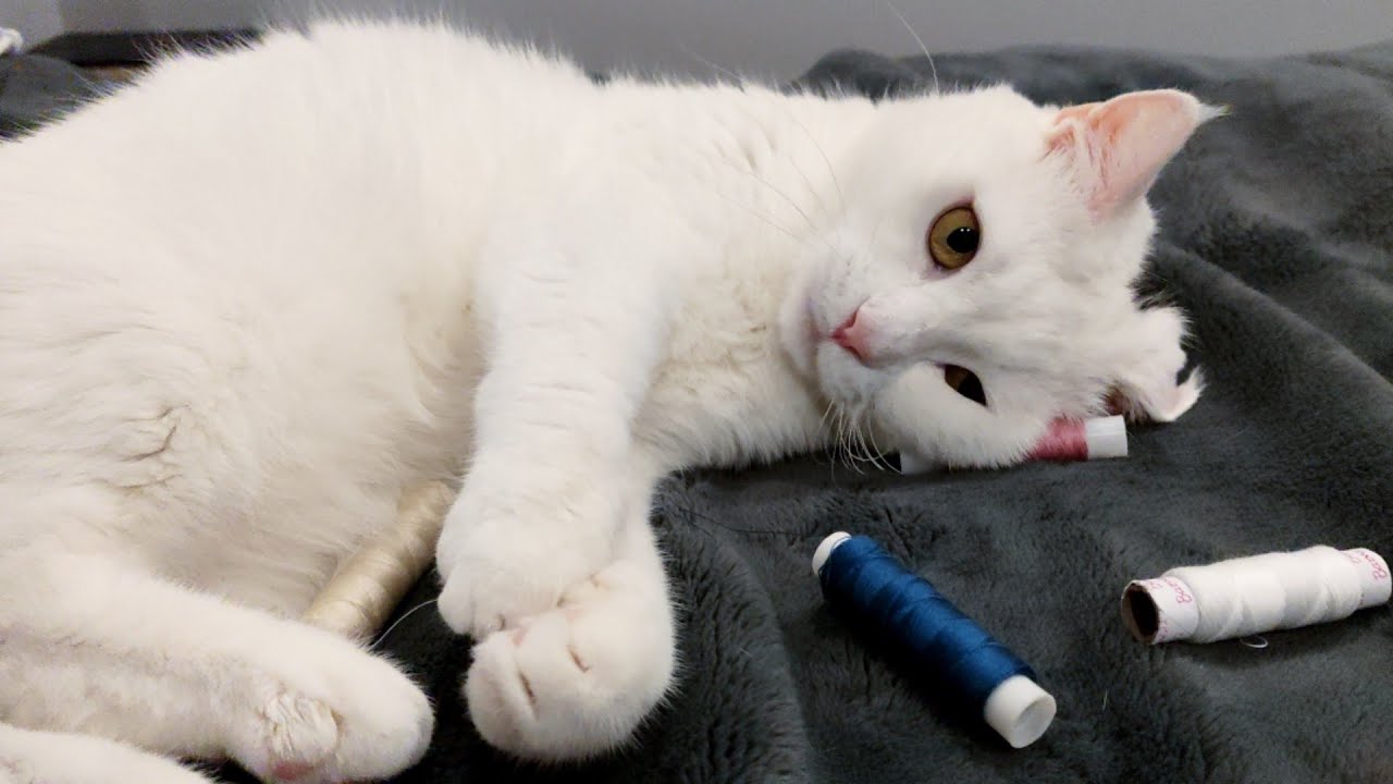 🐾Games with Threads. Cat Twist’s Fun Adventure! 🧶 - YouTube