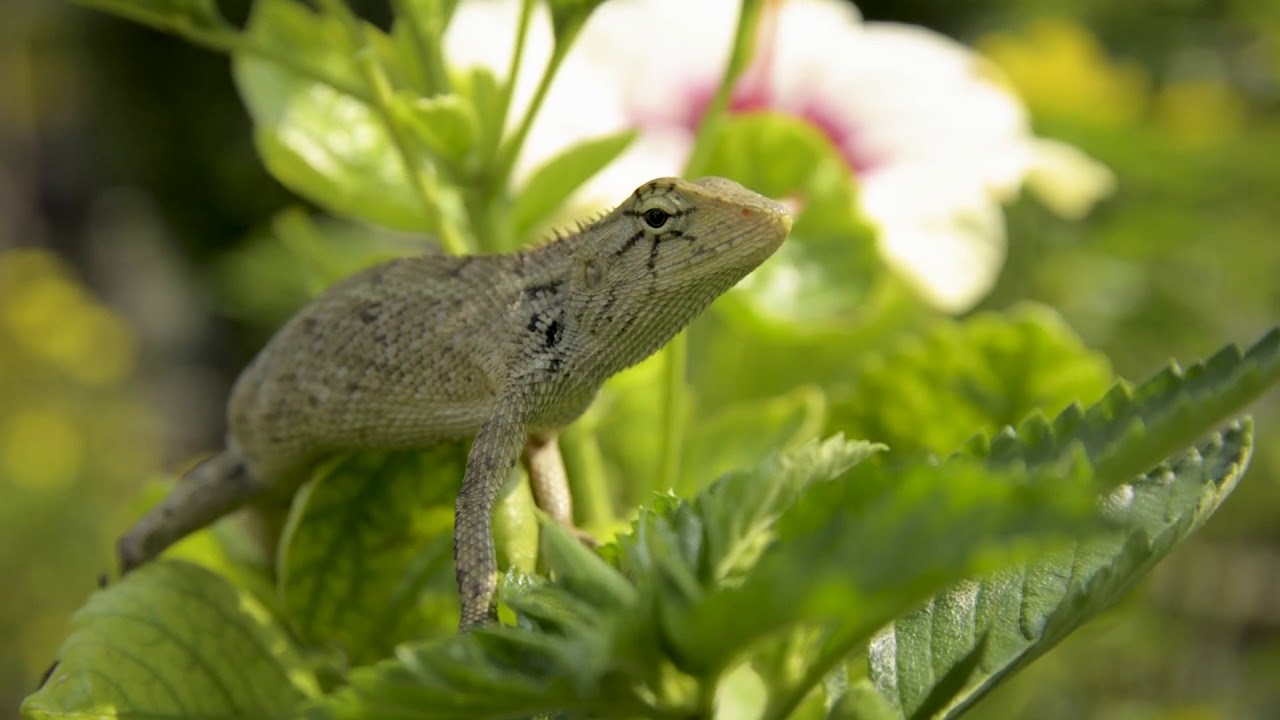 a resting iizard on the branch - YouTube