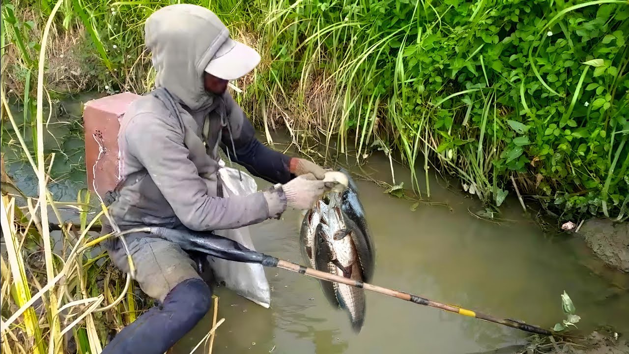 Electric Fishing Frenzy: catching Fish with Ease! - YouTube