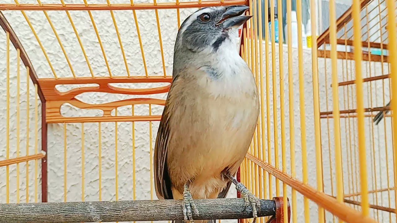 TRINCA-FERRO VERDADEIRO SALTATOR SIMILIS PIXARRO VELOCISTA CANTANDO COM ...