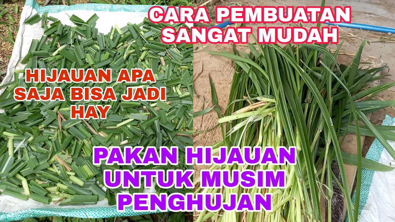 Cara membuat rumput hay - pakan hijauan anti mencret cocok dimusim ...