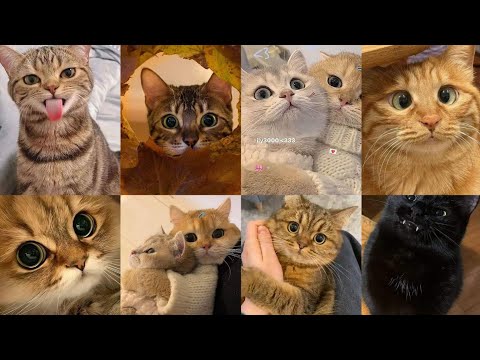 Cute Cat Images For whatsapp DP/ Cat Photo For Girls / Nidi Creation #cats #animals #catlovers