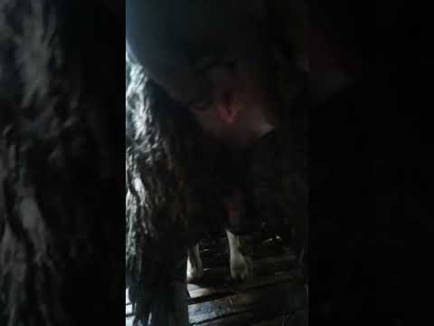 ciri ciri domba posif bunting cukup mudah mengetahuinya‼️ kambing kawin