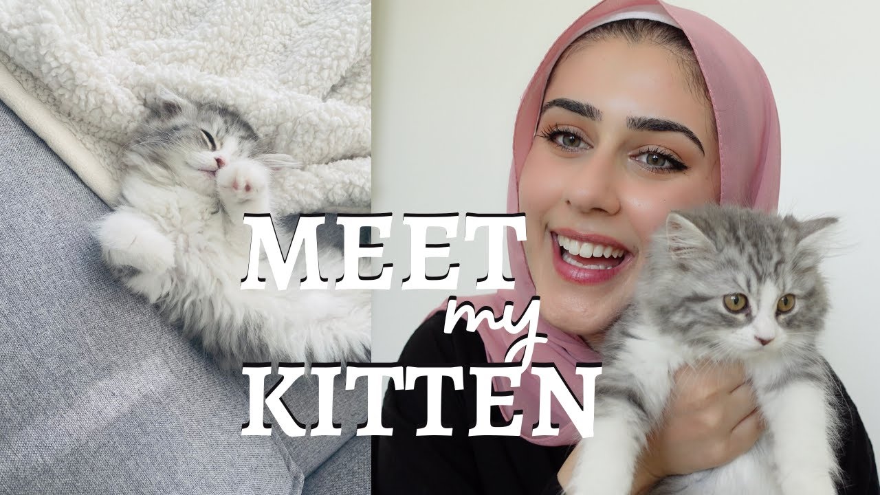 I GOT A KITTEN! - YouTube