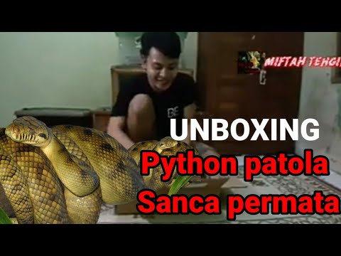 UNBOXING PYTHON PATOLA # sancapermata #pythonpatola #pythonexotispapua ...
