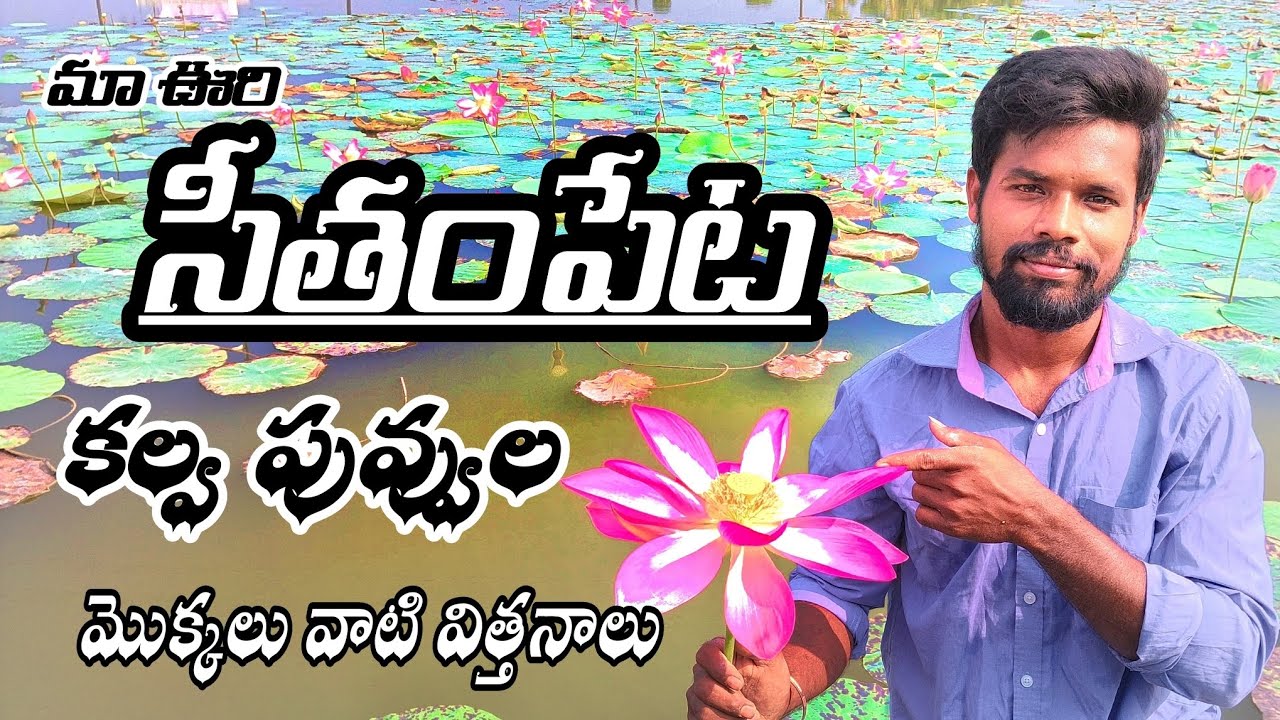 Thamara puvvula vati vithanalu|| తామరపువ్వుల వాటి విత్తనాల # ...