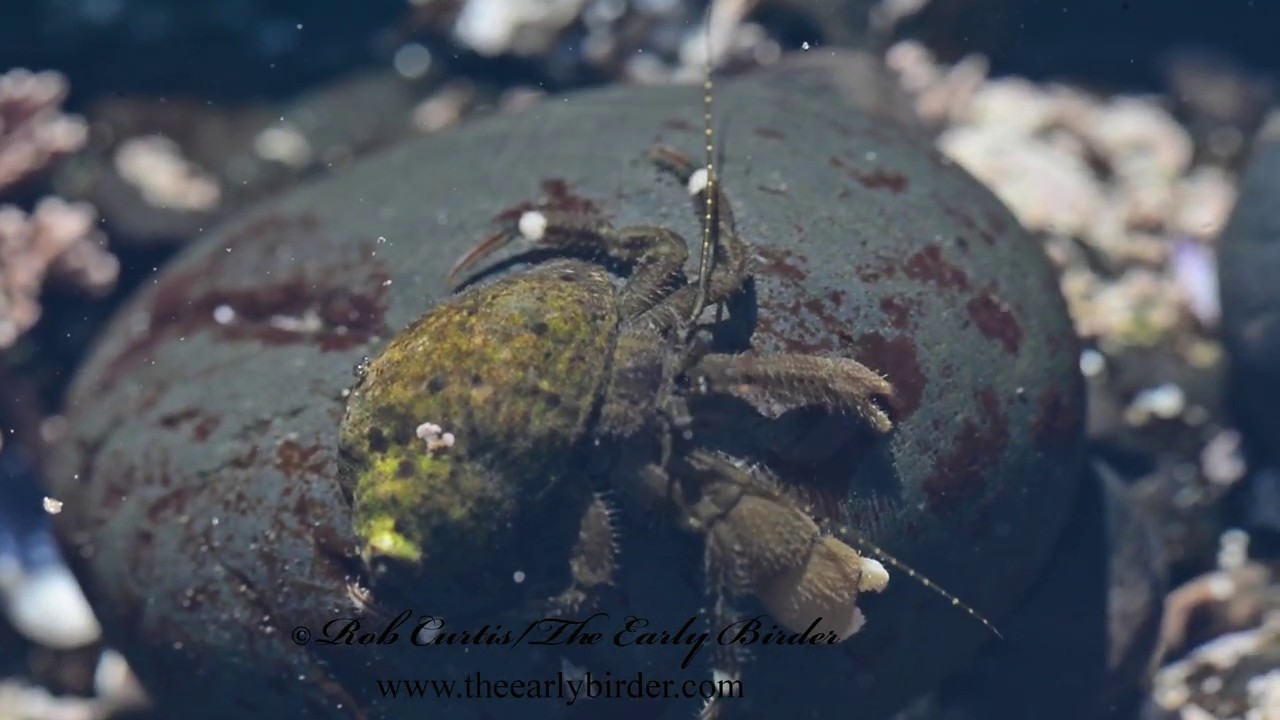 Pagurus samuelis BLUE HANDED HERMIT CRAB - YouTube
