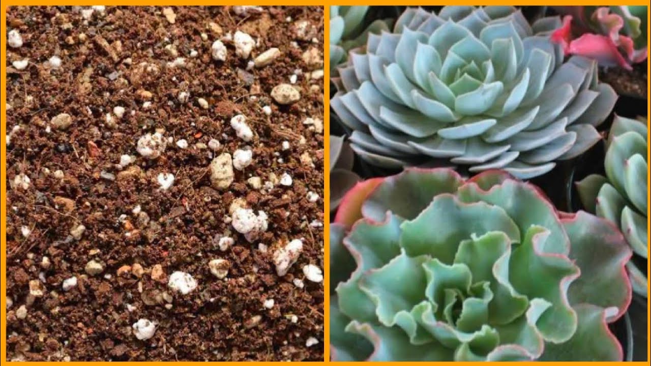 Soilless media for succulent||Succulentके लिए ऐसी मिट्टी जो उनको हमेशा ...