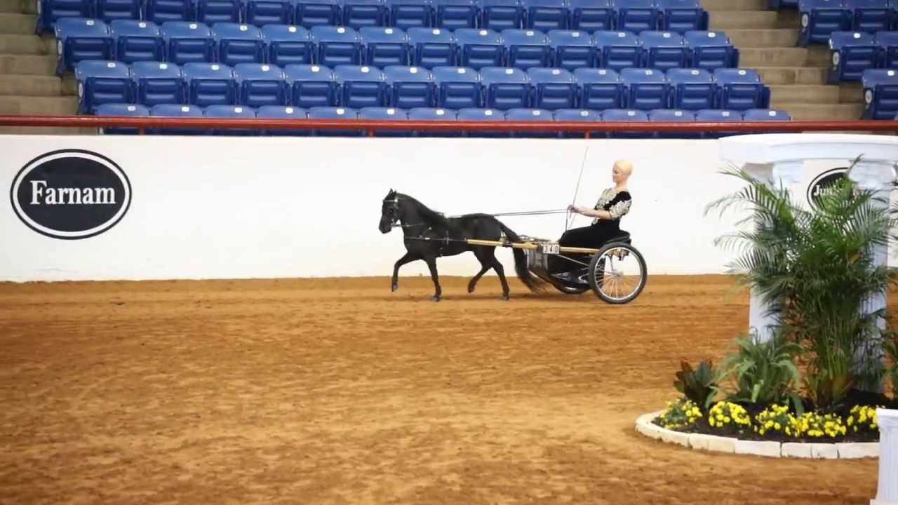 Ladies Country Pleasure 2013 AMHA World Show - YouTube