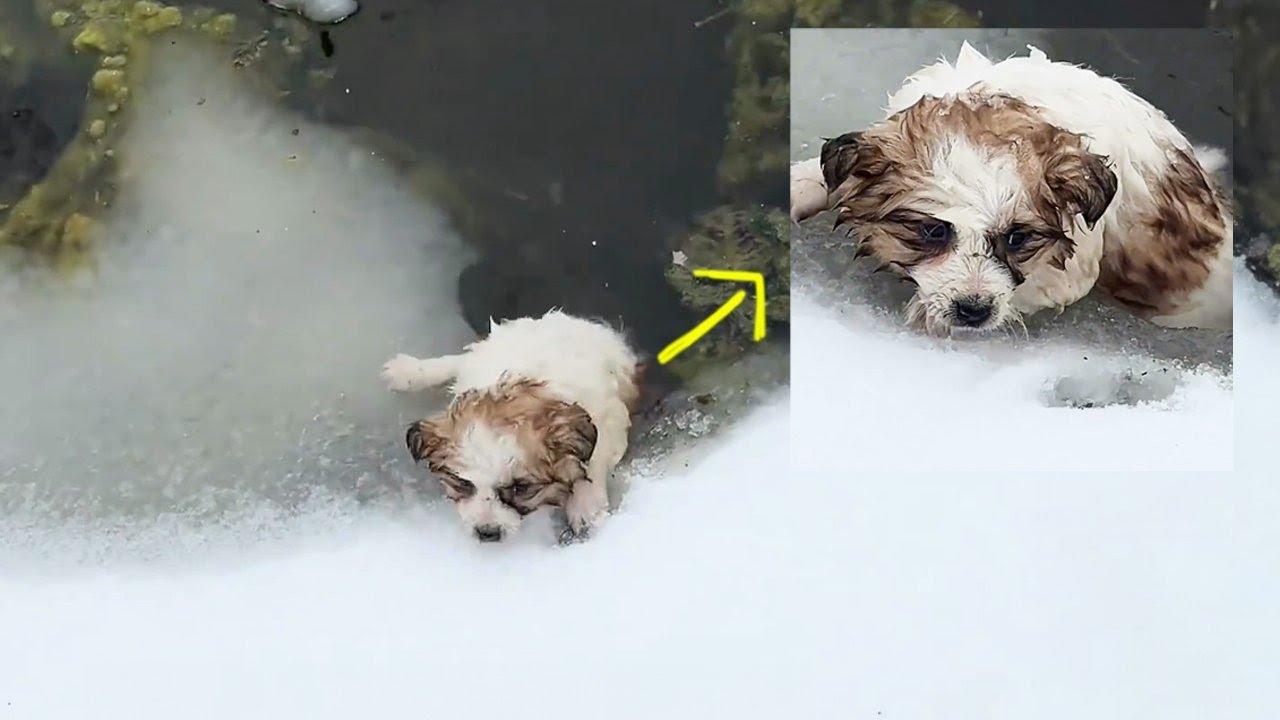 -20, the owner did not let anyone to save the frozen puppy crying in the lake - YouTube