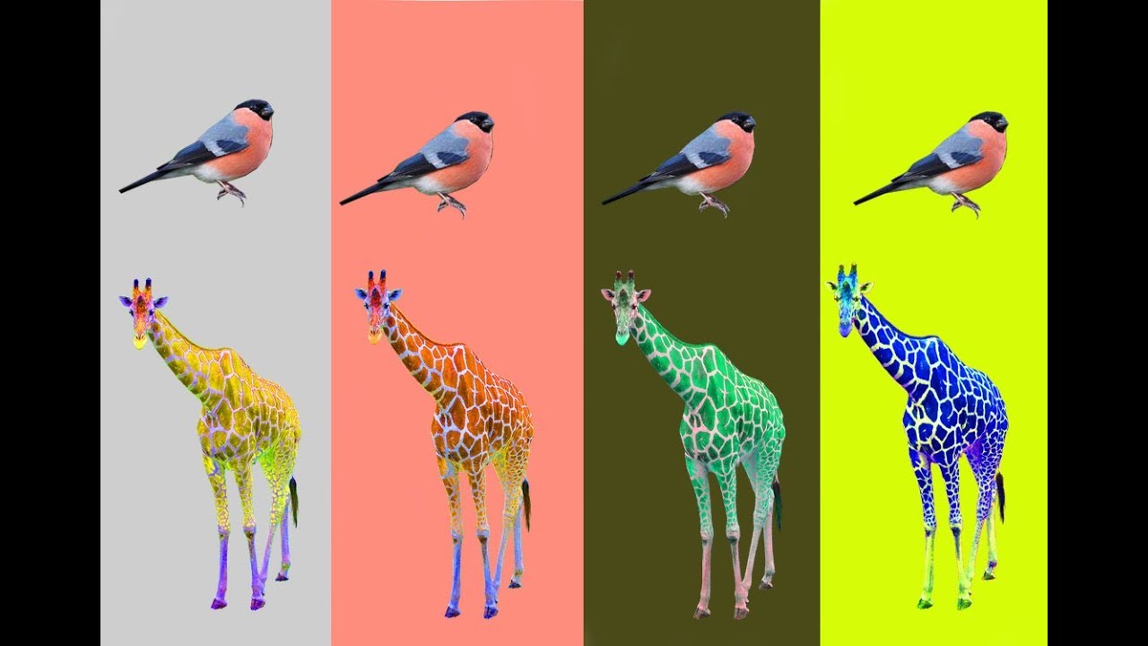 Learn colors from zerafi with birds from Bingo Funny Rhymes Tv ||# ...