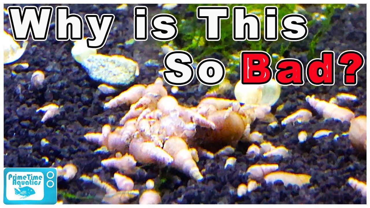 This Could Have Been Much Worse! Fish Tank Disaster Avoided - YouTube