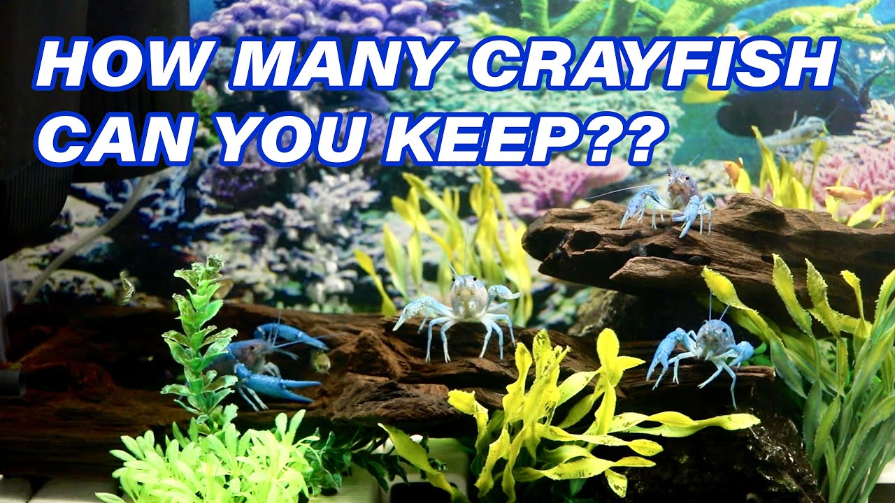KEEPING MULTIPLE CRAYFISH IN ONE TANK - YouTube