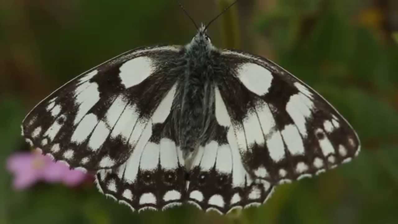 Marbled White Butterflies - YouTube
