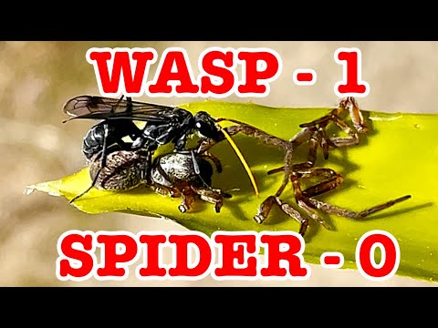 Spider Wasp Hunting Spiders Then The Legs Get Ripped Off EDUCATIONAL VIDEO