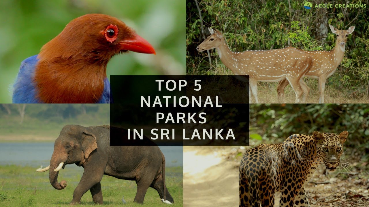 Top 5 National Parks in Sri Lanka - YouTube