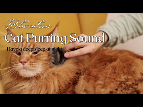 Happy Cat Purring Smoothly Comforting Sounds for Sleep, Relaxation ...
