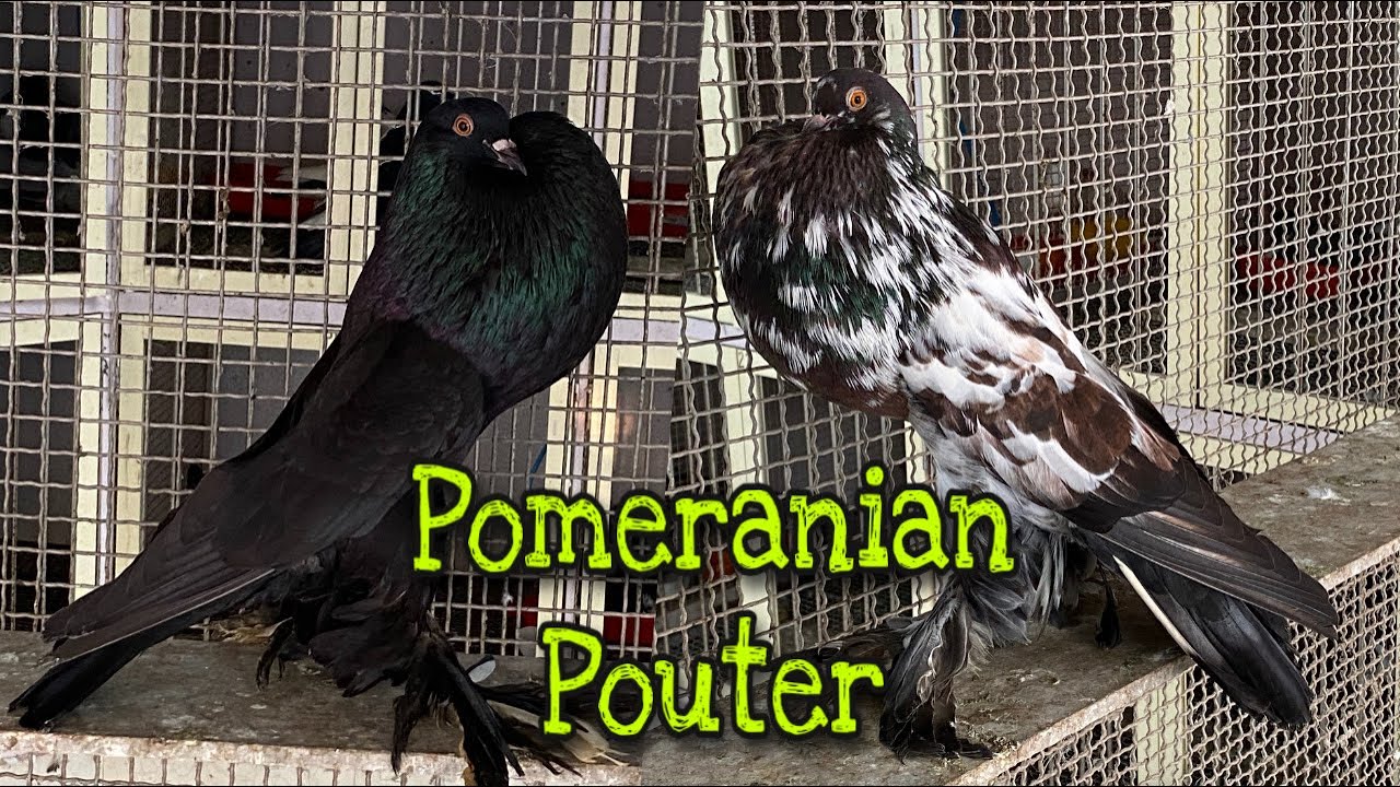Pomeranian Pouter Pigeon/ Pouter Pigeon / Fancy Pigeon Farm - YouTube