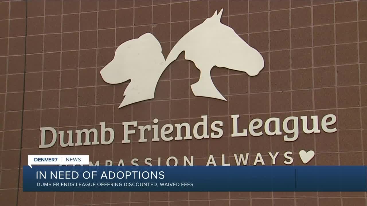 Dumb Friends League In Need of Adoptions - YouTube