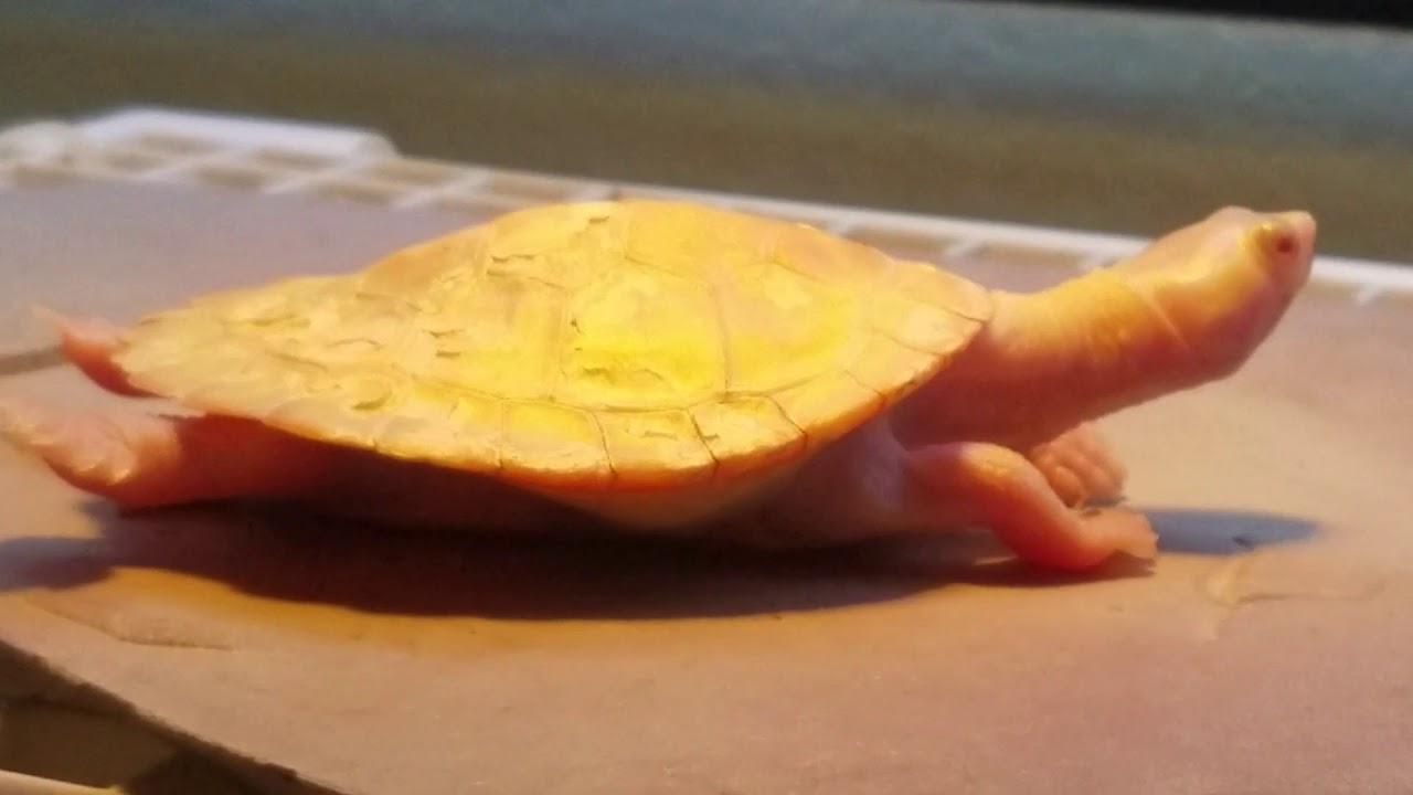 [193] Albino Pink Belly Sideneck Turtles and Caramel Pink Red Eared ...