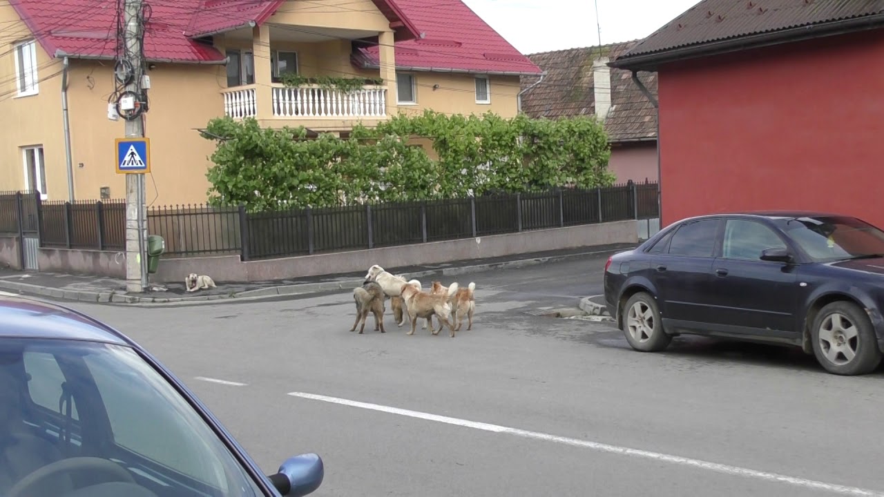 Haită de câini pe strada Decebal (29.05.2020) - YouTube