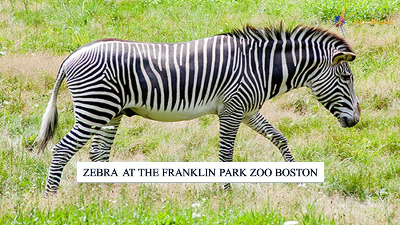 Zebra at the Franklin Park Zoo Boston - YouTube