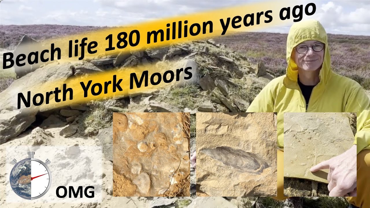 Beach life 180 million years ago - N York Moors. - YouTube
