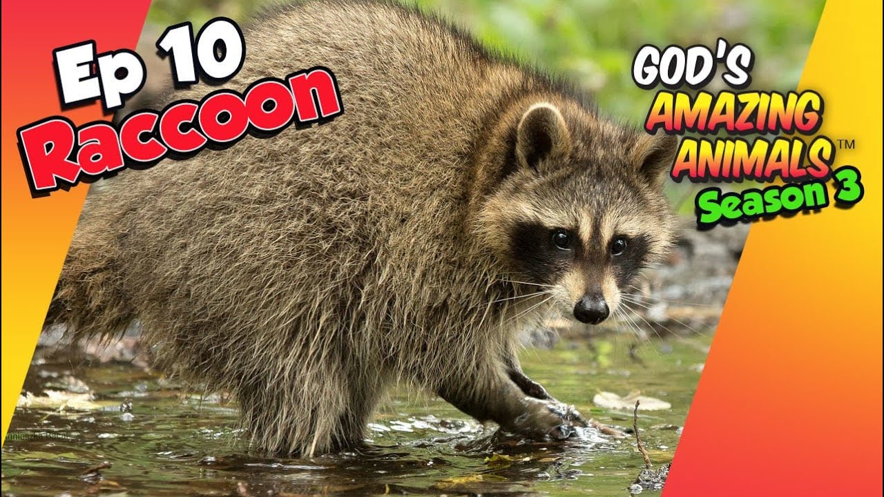 Fun Facts About Raccoons! - God's Amazing Animals 🦝 (S3 Ep10) - YouTube