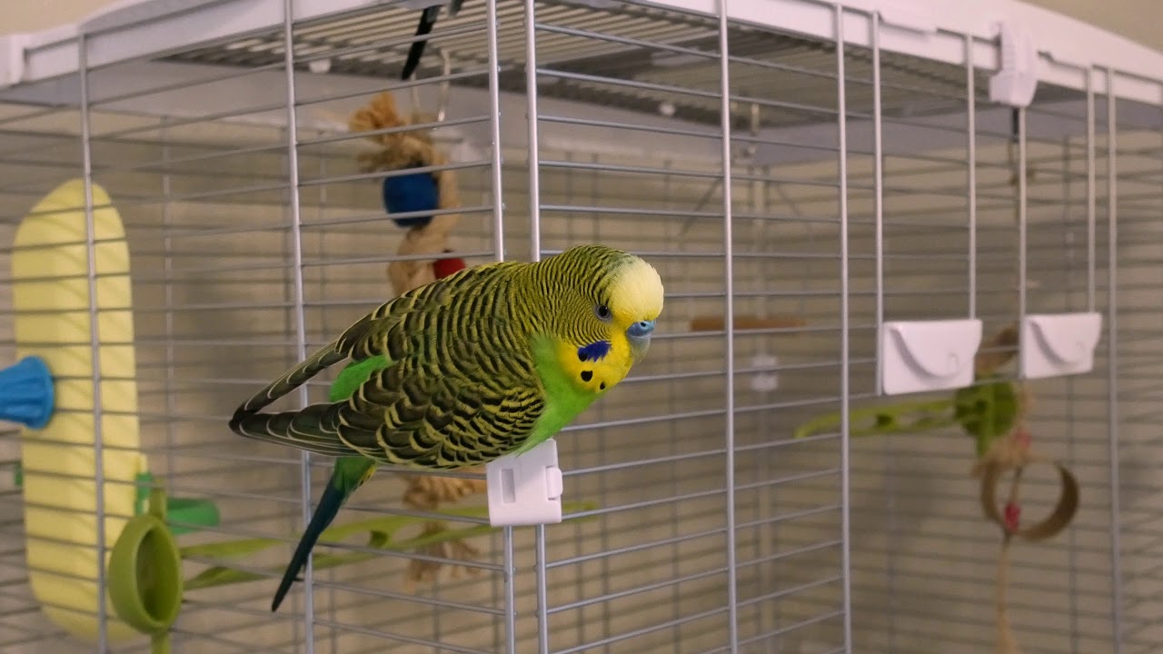 Pixel the Parakeet talks to Kiwi as they play on the cage [UHD 4K ...