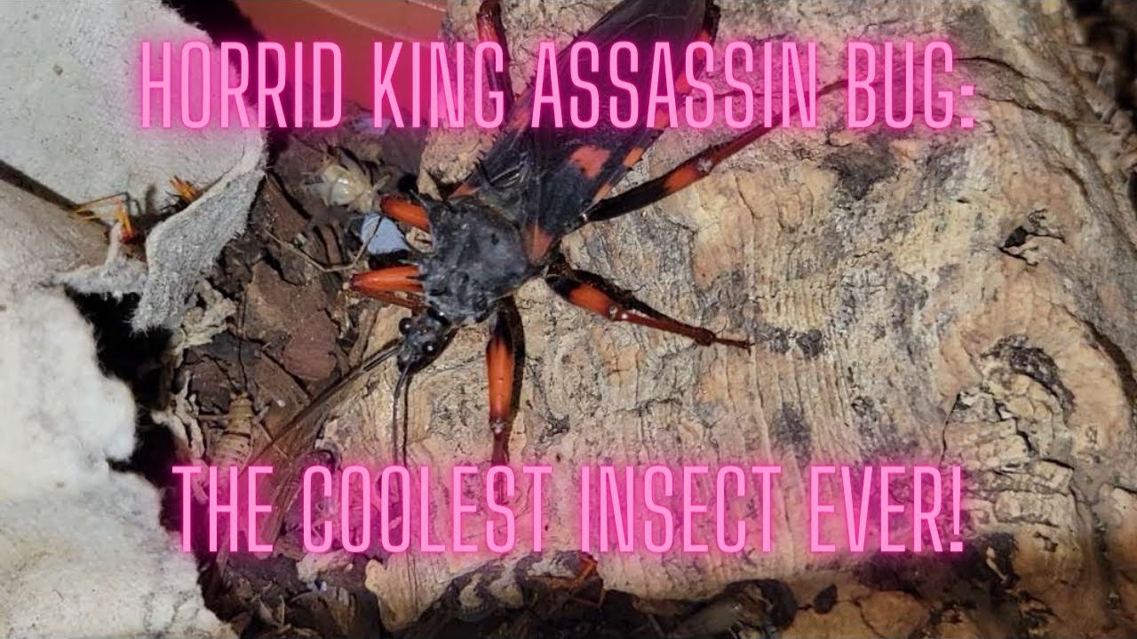Horrid King Assassin Bug: The Coolest Insect Ever - YouTube