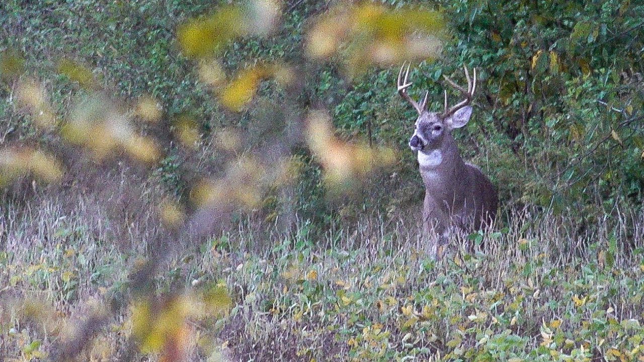 Michigan Deer Hunting 2021 | Big Buck on Opening Night - YouTube